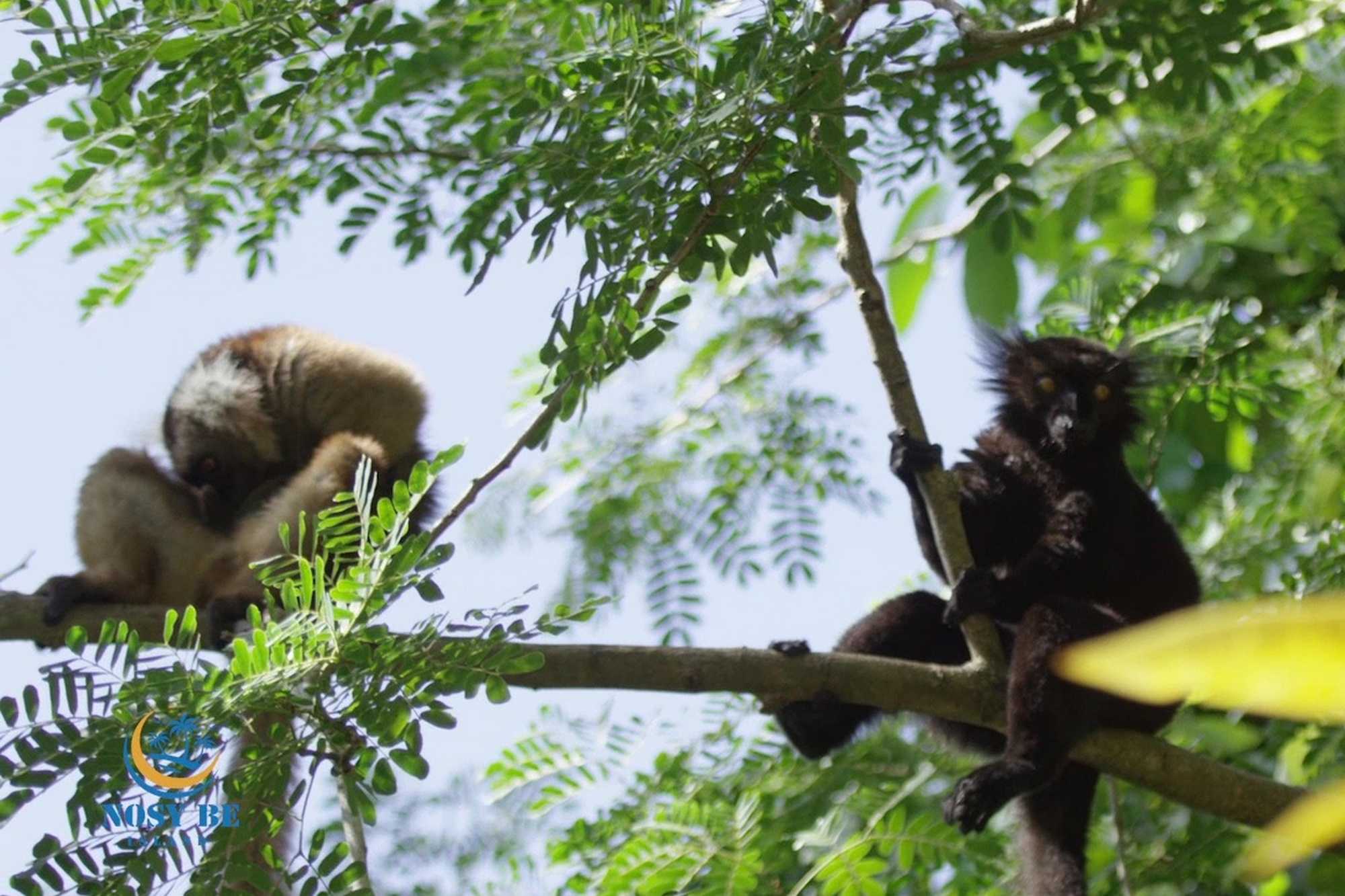 Lokobe reserve in Nosy Be with Ylang Hotel